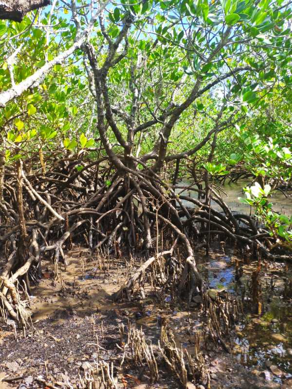 Formation « Gestion des mangroves » – Mayotte Nature Environnement